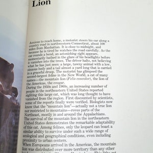 The Audubon Society Book of Wild Cats Hardback Book - Etsy