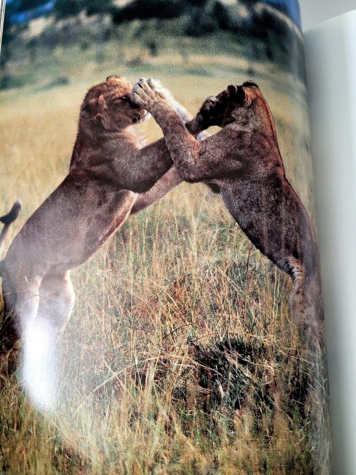 The Audubon Society Book of Wild Cats Hardback Book - Etsy