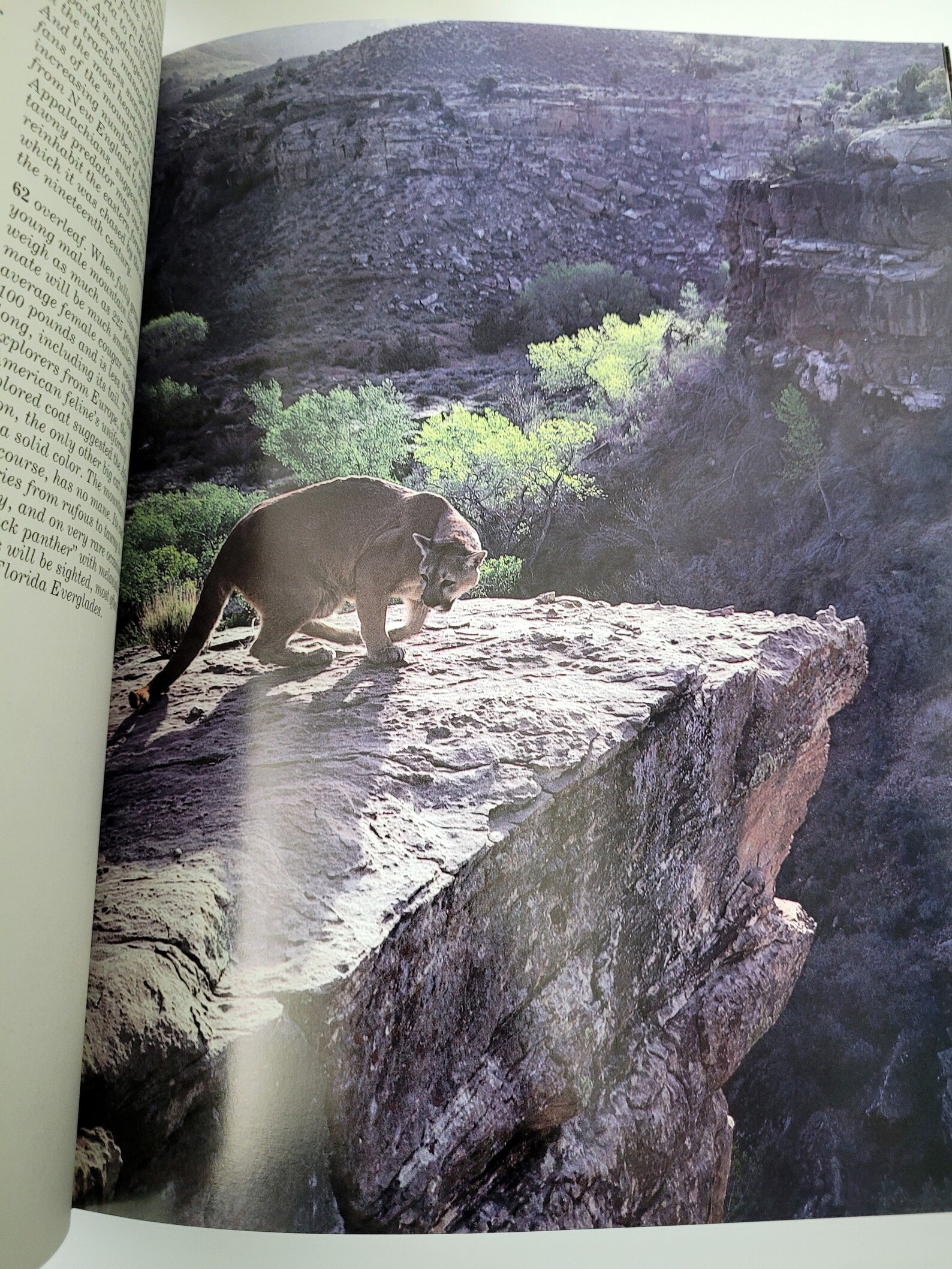 The Audubon Society Book of Wild Cats Hardback Book - Etsy