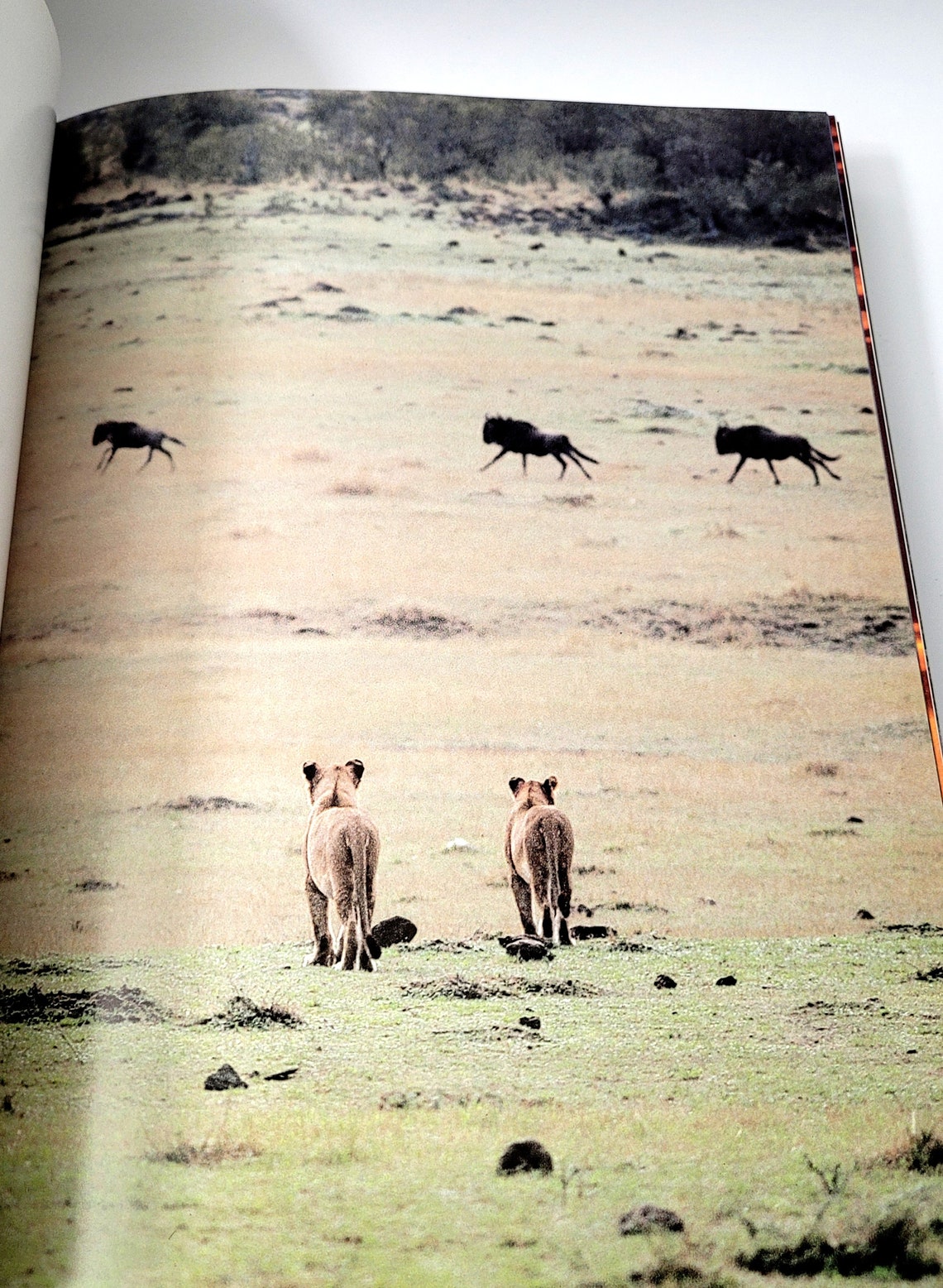 The Audubon Society Book of Wild Cats Hardback Book - Etsy