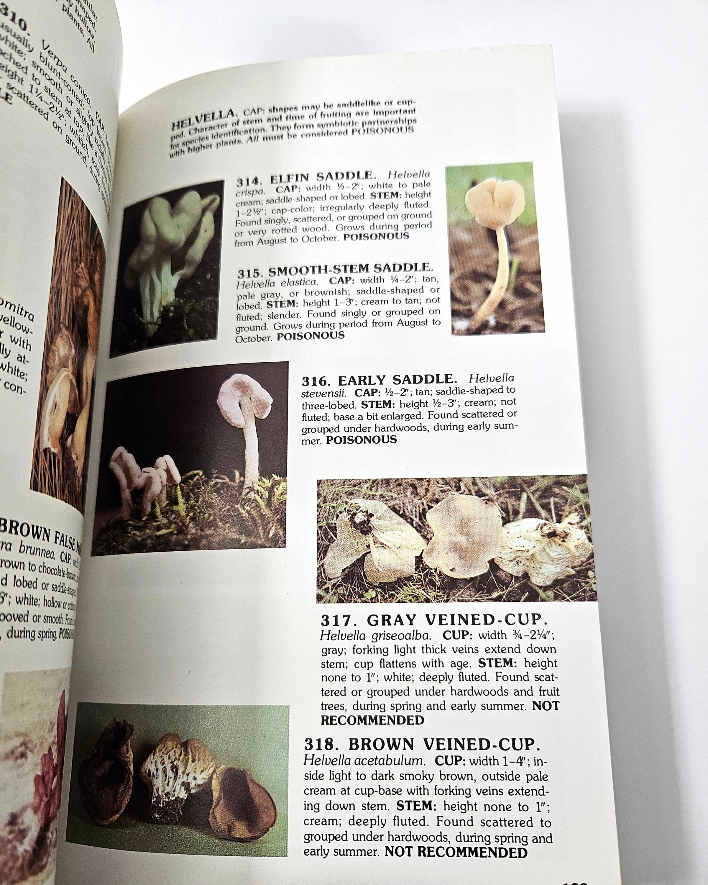 Vintage A Field Guide to Mushrooms and Their Relatives Softbound Book ...