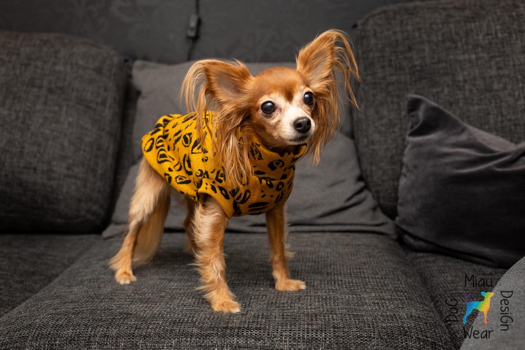 Camisa de lana merino para perros: ropa de invierno sin mangas para ...