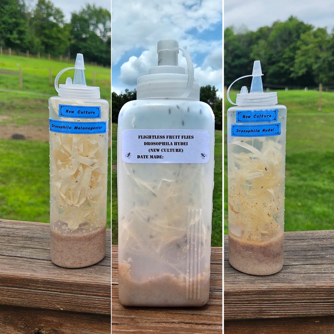 Flightless Fruit Fly Cultures in Easy Feed NO ESCAPE Bottles hydei ...