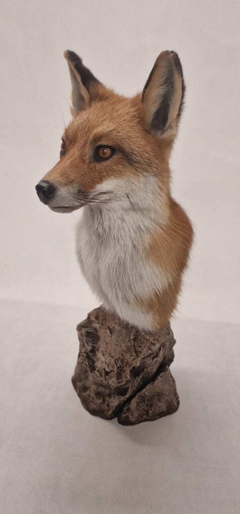 Fox on the Rock Taxidermy Shouldermount - Etsy