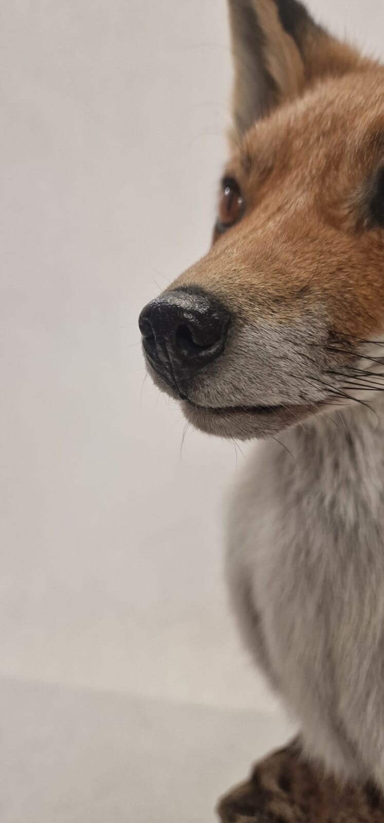 Fox on the Rock Taxidermy Shouldermount - Etsy