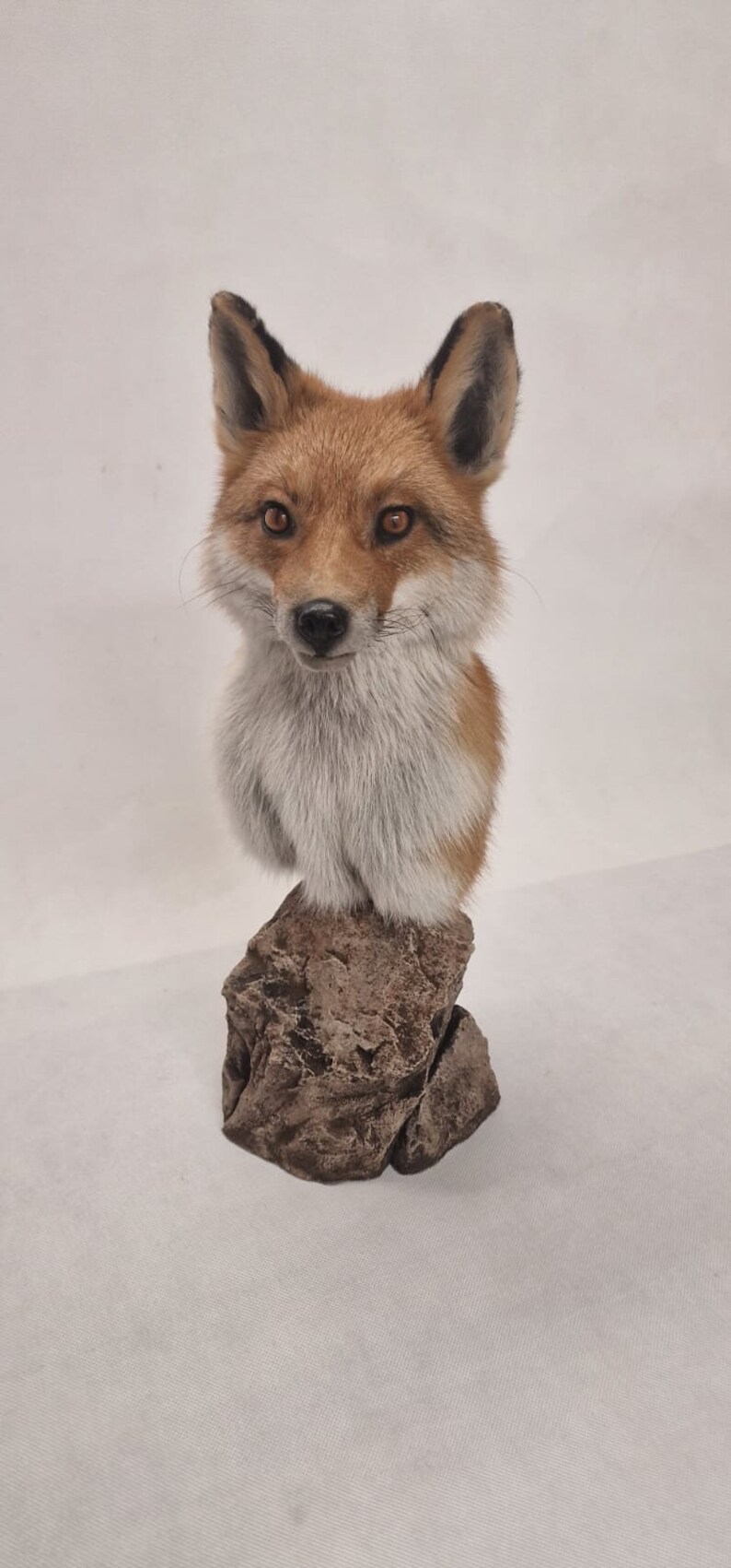 Fox on the Rock Taxidermy Shouldermount - Etsy
