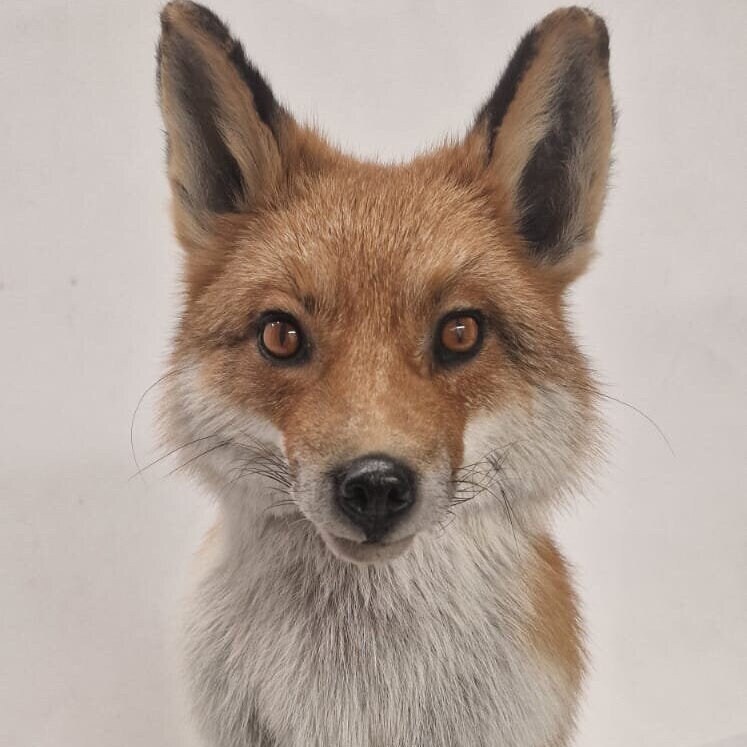 Fox on the Rock Taxidermy Shouldermount - Etsy