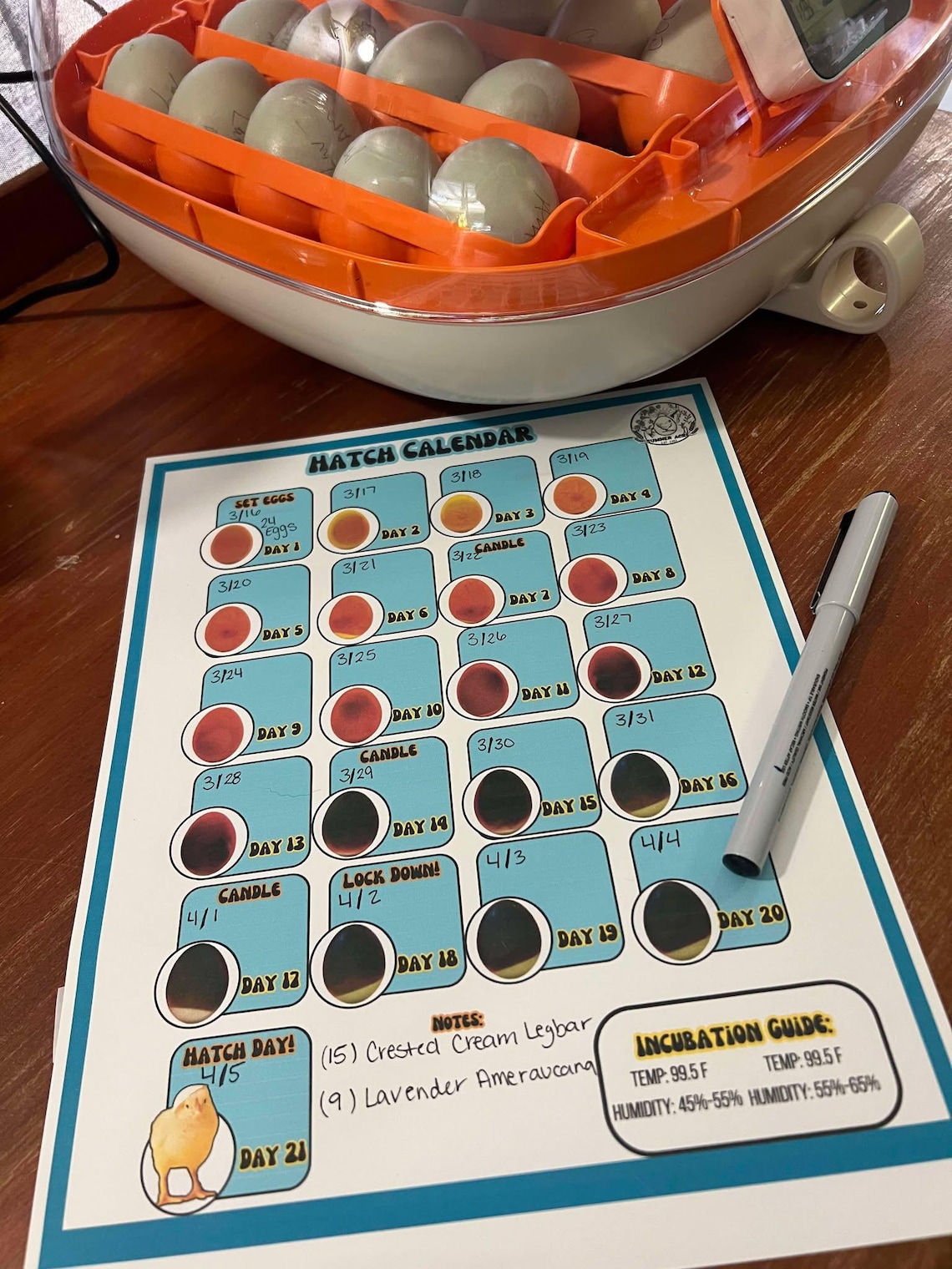 Chick Hatching Calendar - Printable PDF - Candling & Lockdown Dates - 1 ...