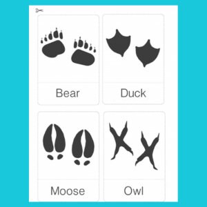 Wildlife Tracks Prek - 1 Learning Adventure: Identify 15 Animal ...