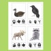 Wildlife Tracks Prek - 1 Learning Adventure: Identify 15 Animal ...