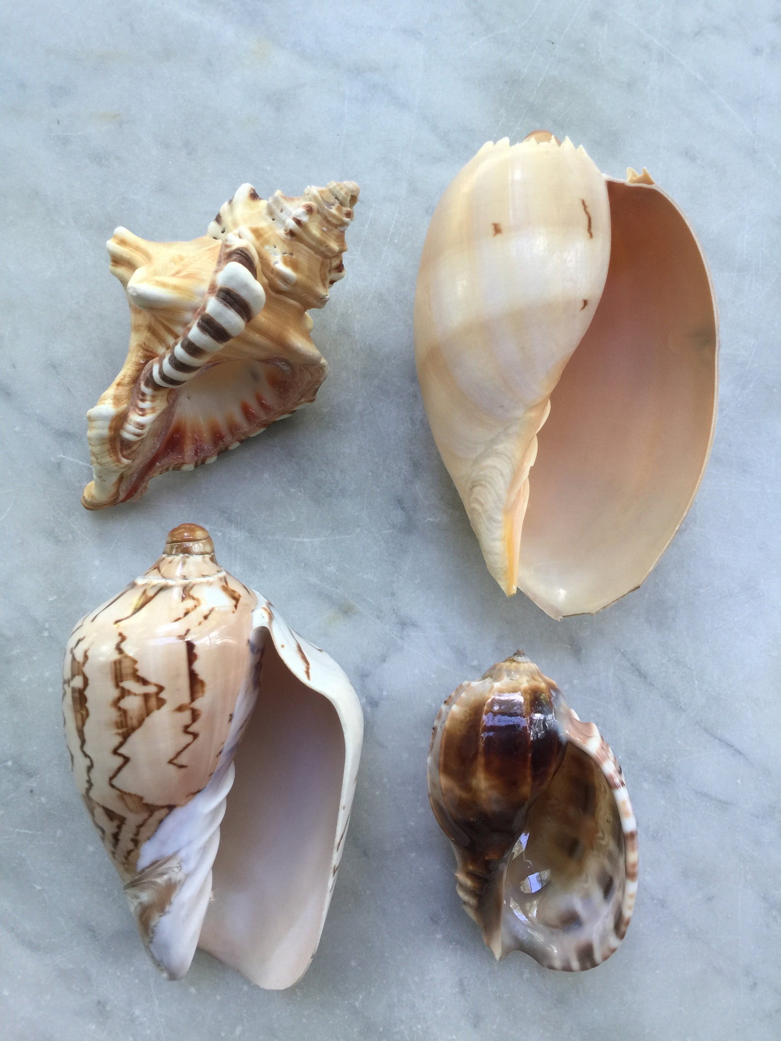 Set of 4 Seashells Harp, Triton, Volute, Melon - Etsy