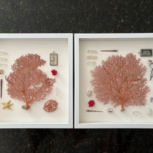 Sea Fan Coral Crystal Shell Shadow Box Wall Art - Etsy