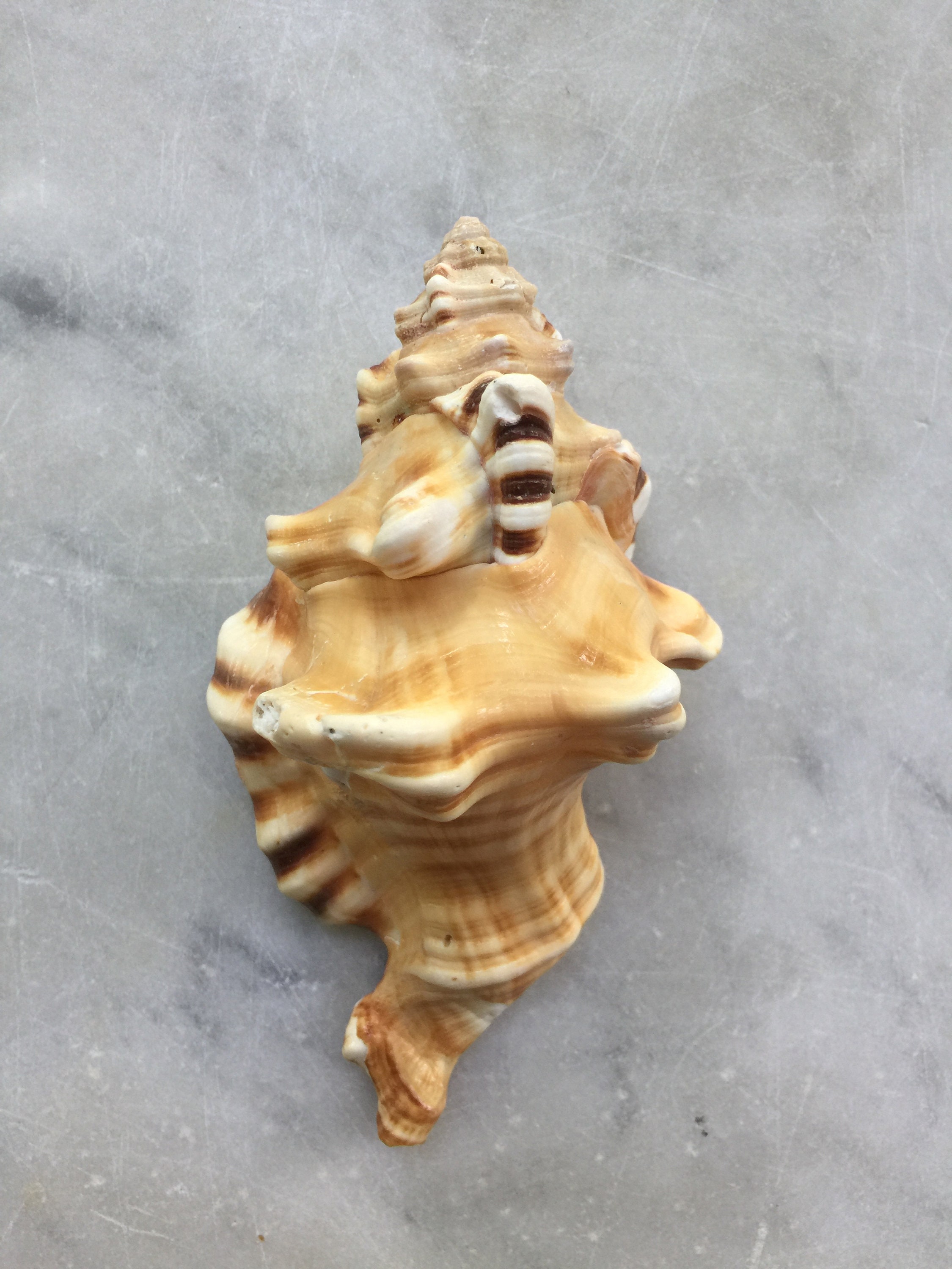 Set of 4 Seashells Harp, Triton, Volute, Melon - Etsy