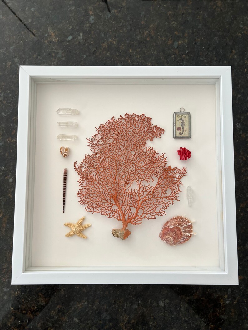 Sea Fan Coral Crystal Shell Shadow Box Wall Art - Etsy