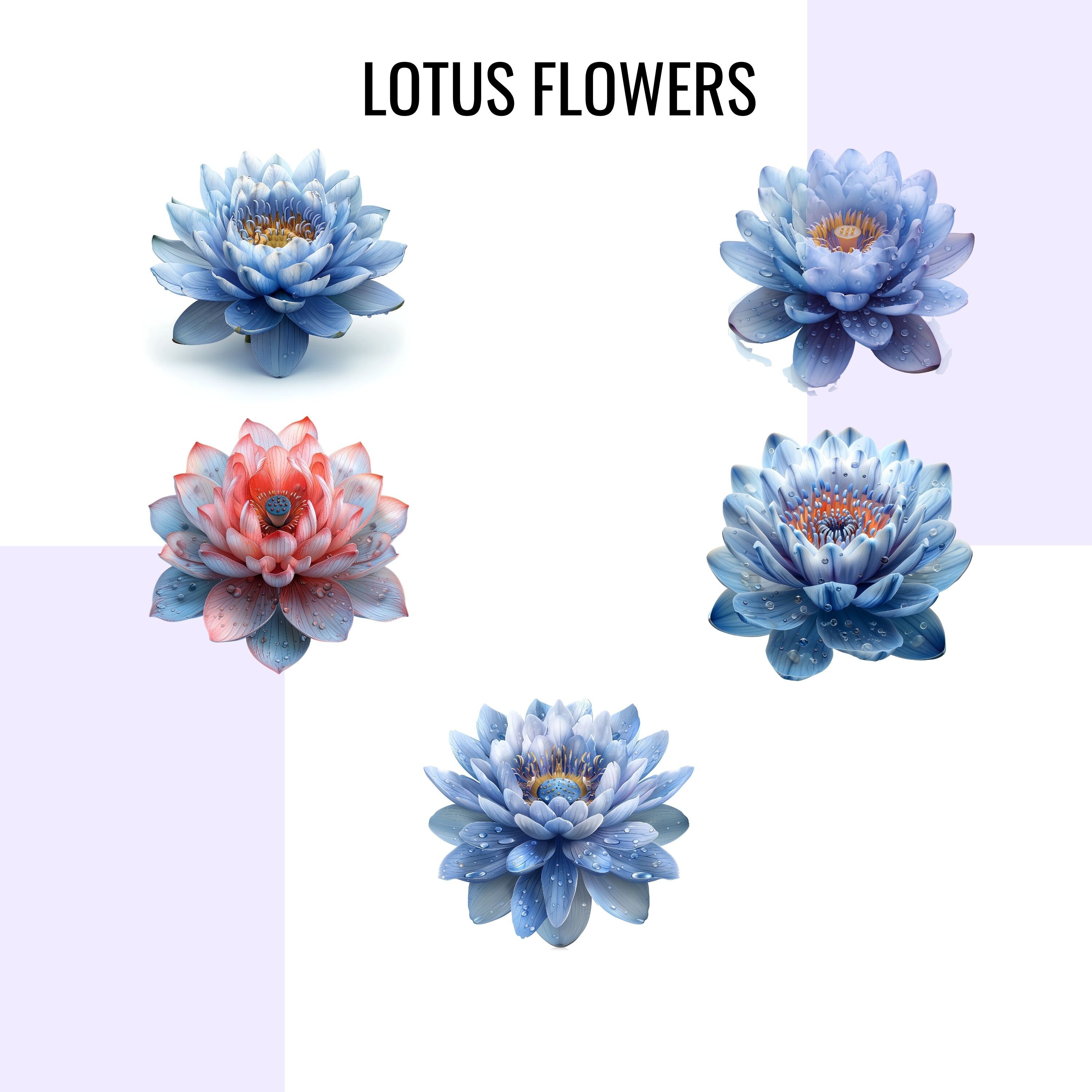Realistic Lotus Flower Clipart - Serene Water Lily Collection - Etsy