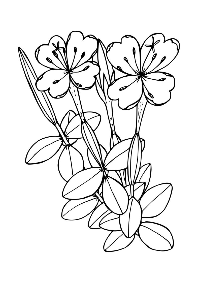 Flower Drawing Templates: 46 Printable Pages for Embroidery & Painting ...