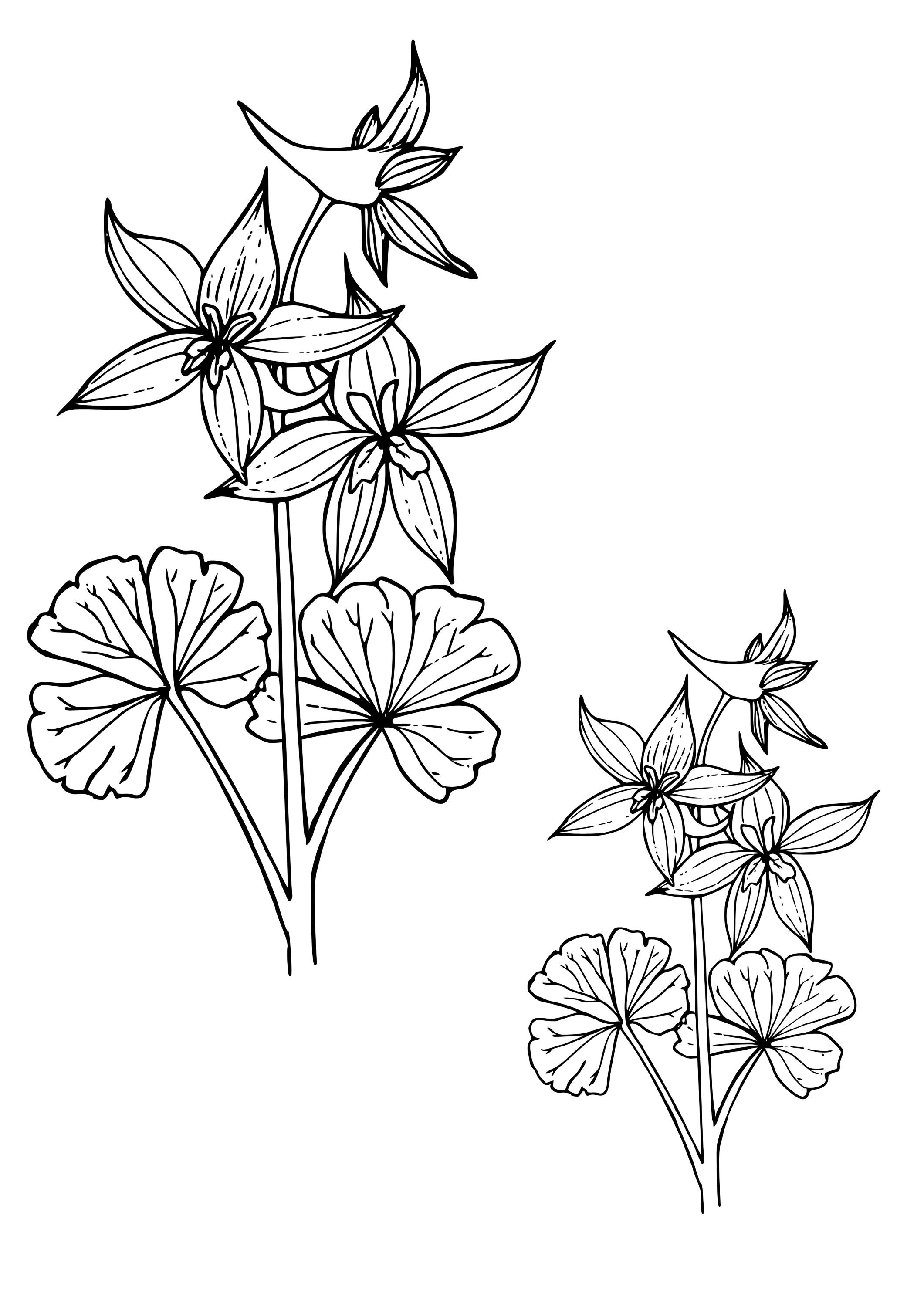 Flower Drawing Templates: 46 Printable Pages for Embroidery & Painting ...