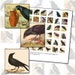 Crow and Raven 1x1 Inch Square Digital Collage Sheet 25.4mm | Etsy
