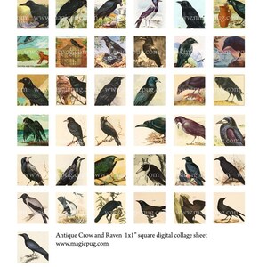 Crow and Raven 1x1 Inch Square Digital Collage Sheet 25.4mm 25mm ...