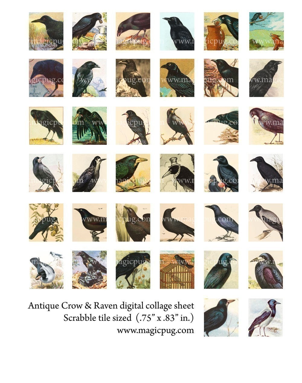 Crow and Raven Scrabble Tile Sized Digital Collage Sheet 19mm | Etsy