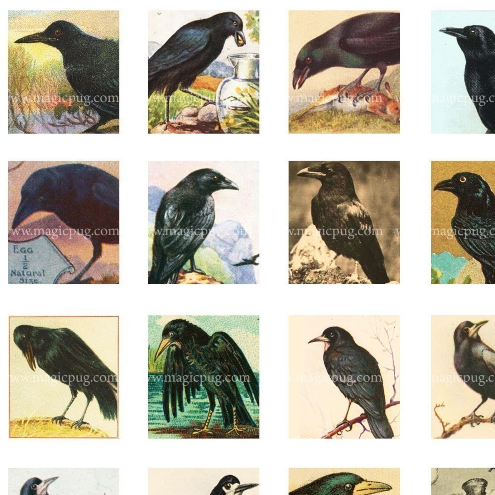 Crow and Raven Scrabble Tile Sized Digital Collage Sheet 19mm - Etsy