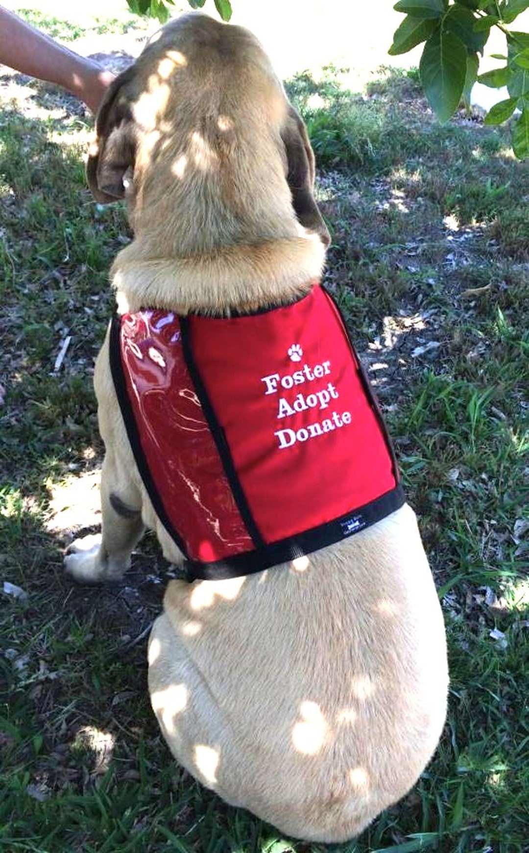 Foster Adopt Donate Dog Vest With Large Clear Pockets for Donations ...