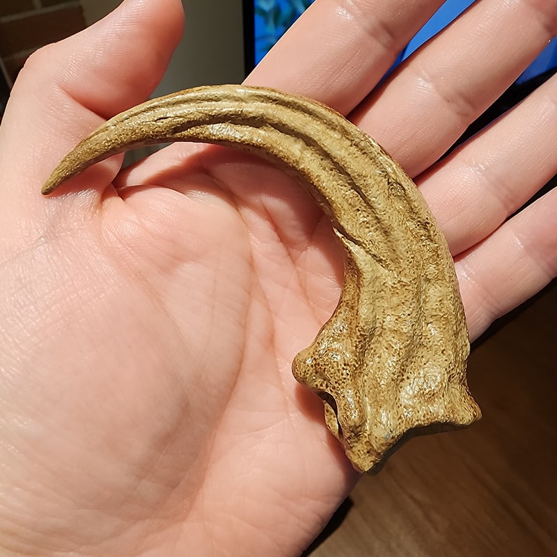 Raptor Claw - Etsy