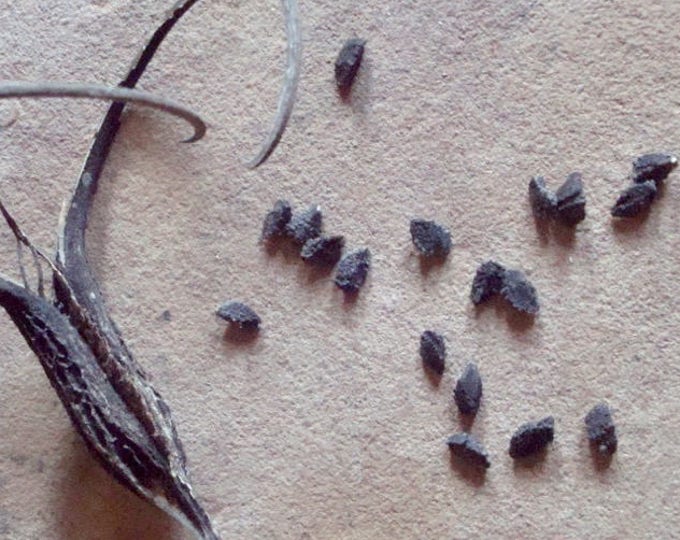 Devils Claw Seeds, Seed Packet With Instructions, Proboscidea ...