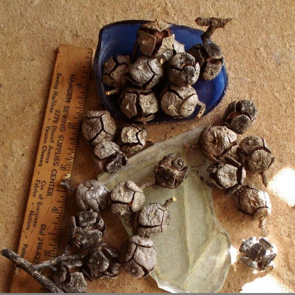 Tree Seed Pods - Etsy