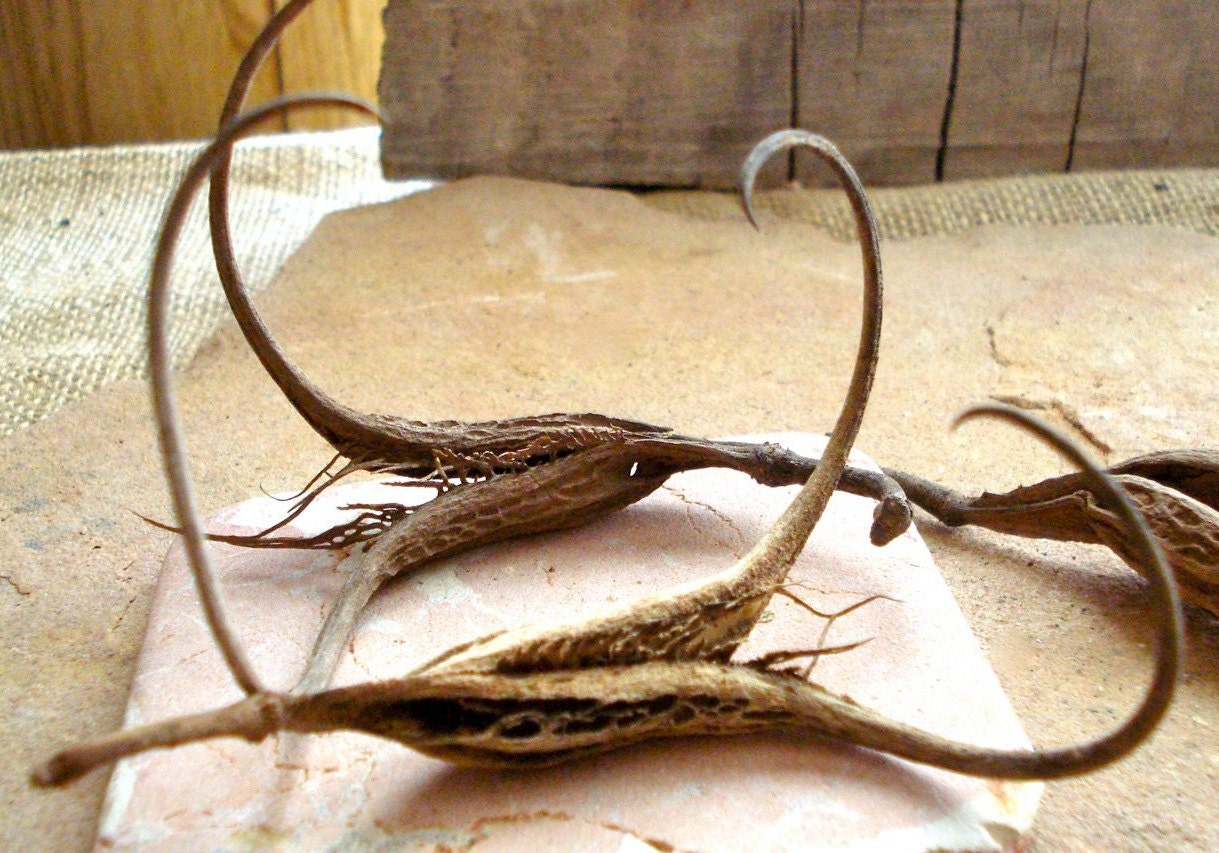 15 Devils Claw Seed Pods Grapple Plant Unicorn Plant | Etsy