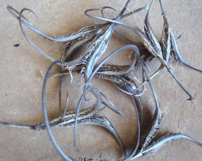 15 Tiny Devils Claw Seed Pods, Unicorn Plant, Proboscidea, Desert Plant ...