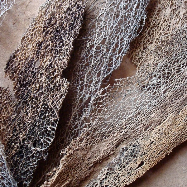 Cactus Skeleton - Etsy