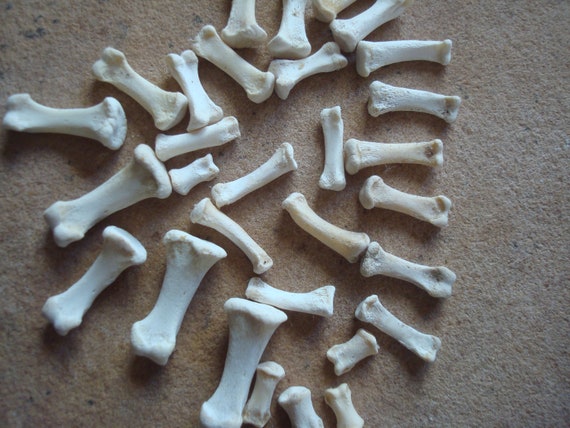 Chicken Toe Foot Bones Wicca Tribal Pagan Totem Jewelry | Etsy
