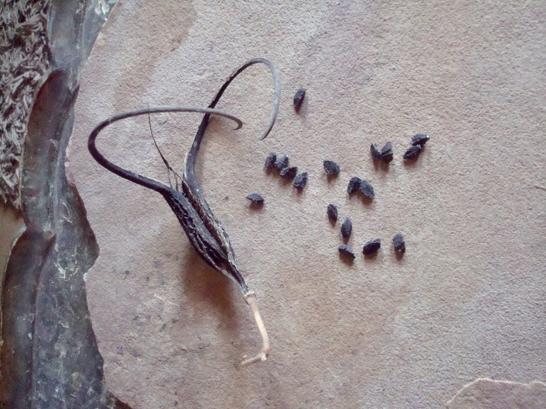 Devils Claw Seeds, Seed Packet With Instructions, Proboscidea ...