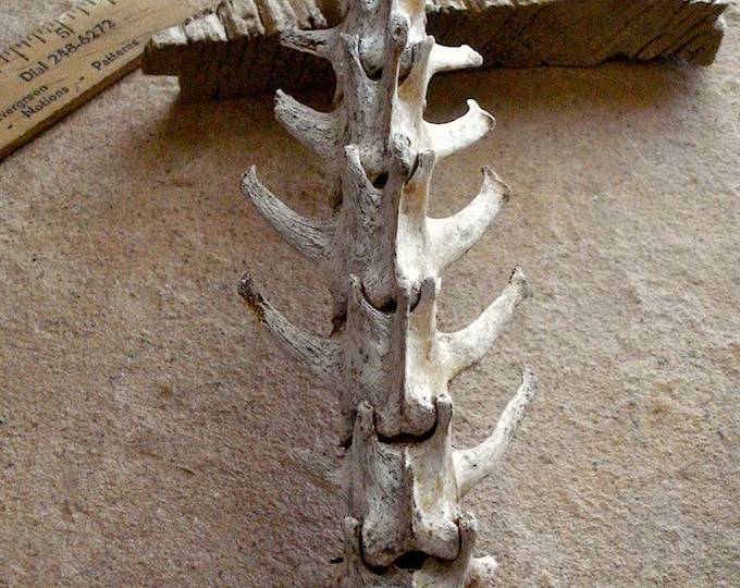 Coyote or Dog Backbone Spine Vertebrae Real Natural Bones for ...