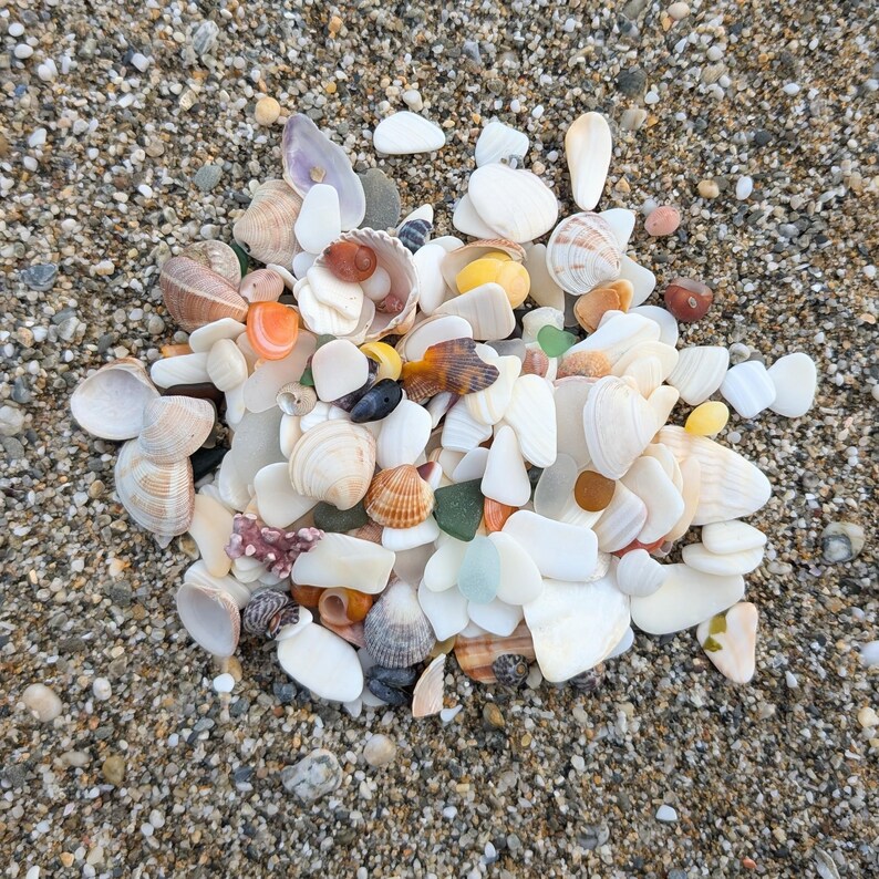 Seashell Coastal Collage Wall Art - Collage of Tiny Seashells Including ...