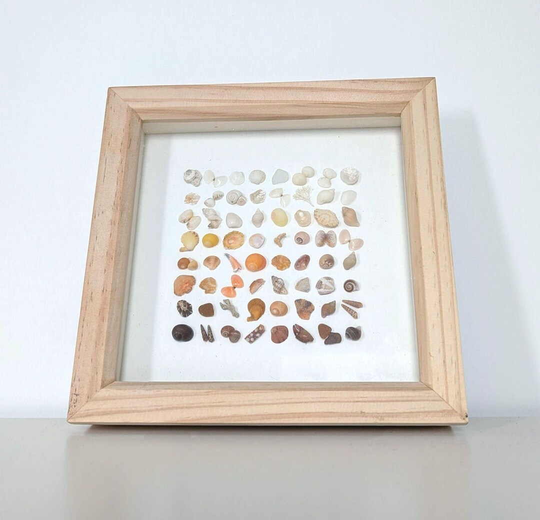 Seashell Gridded Wall Art Small Grid of Tiny Seashells Including Razor ...