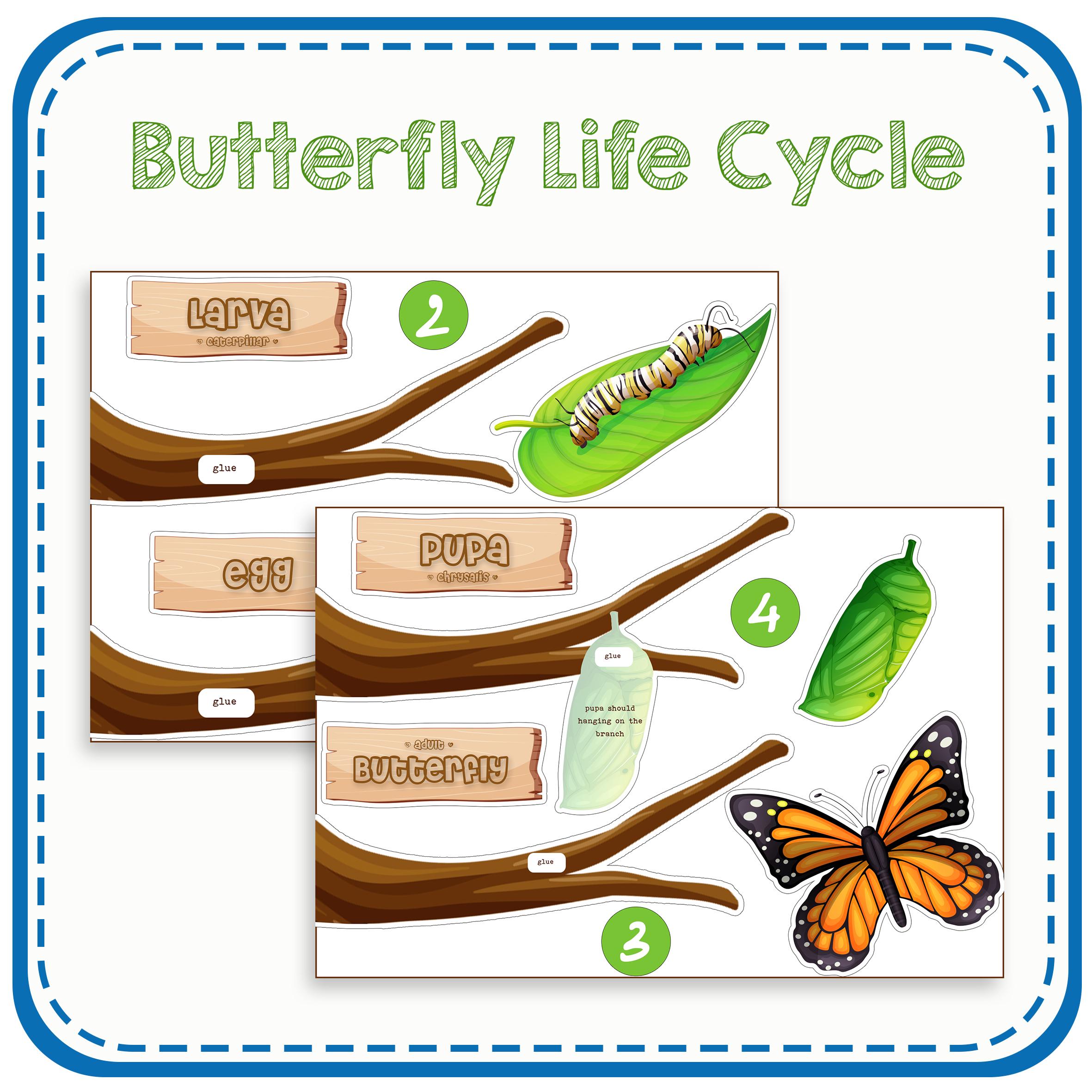 Butterfly Life Cycle - Kids Activities, Brain Teaser, Puzzle, Diorama ...