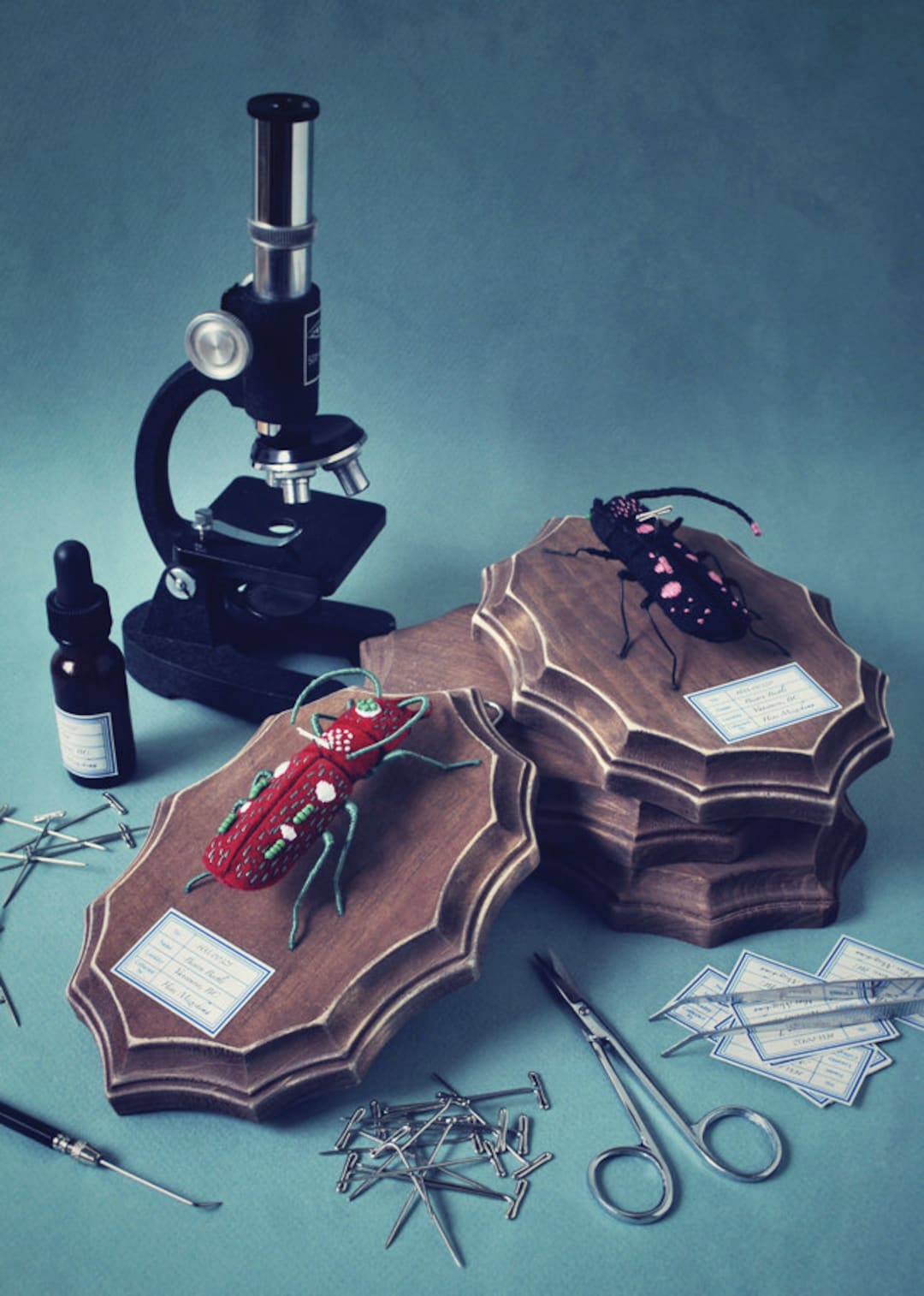 Print: Bicorn Beetles - Photography Bug Insect Specimen Poster Wall ...