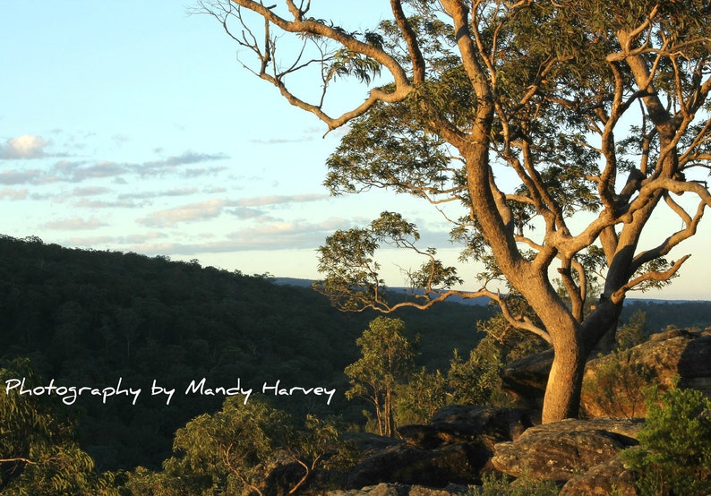 Sunset Reflecting On A Tree At Avoca Lookout Cabbage Tree | Etsy