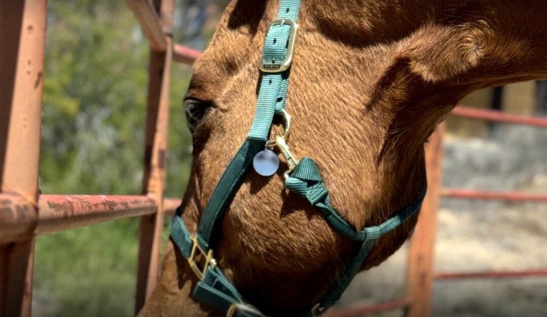 1 1/6 29.77mm Engraved Personalized Name Tag for Saddles, Bridles ...