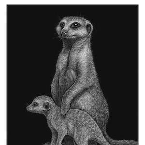Meerkat Art Print - Scratchboard Art - African Animals, Meerkat Print ...