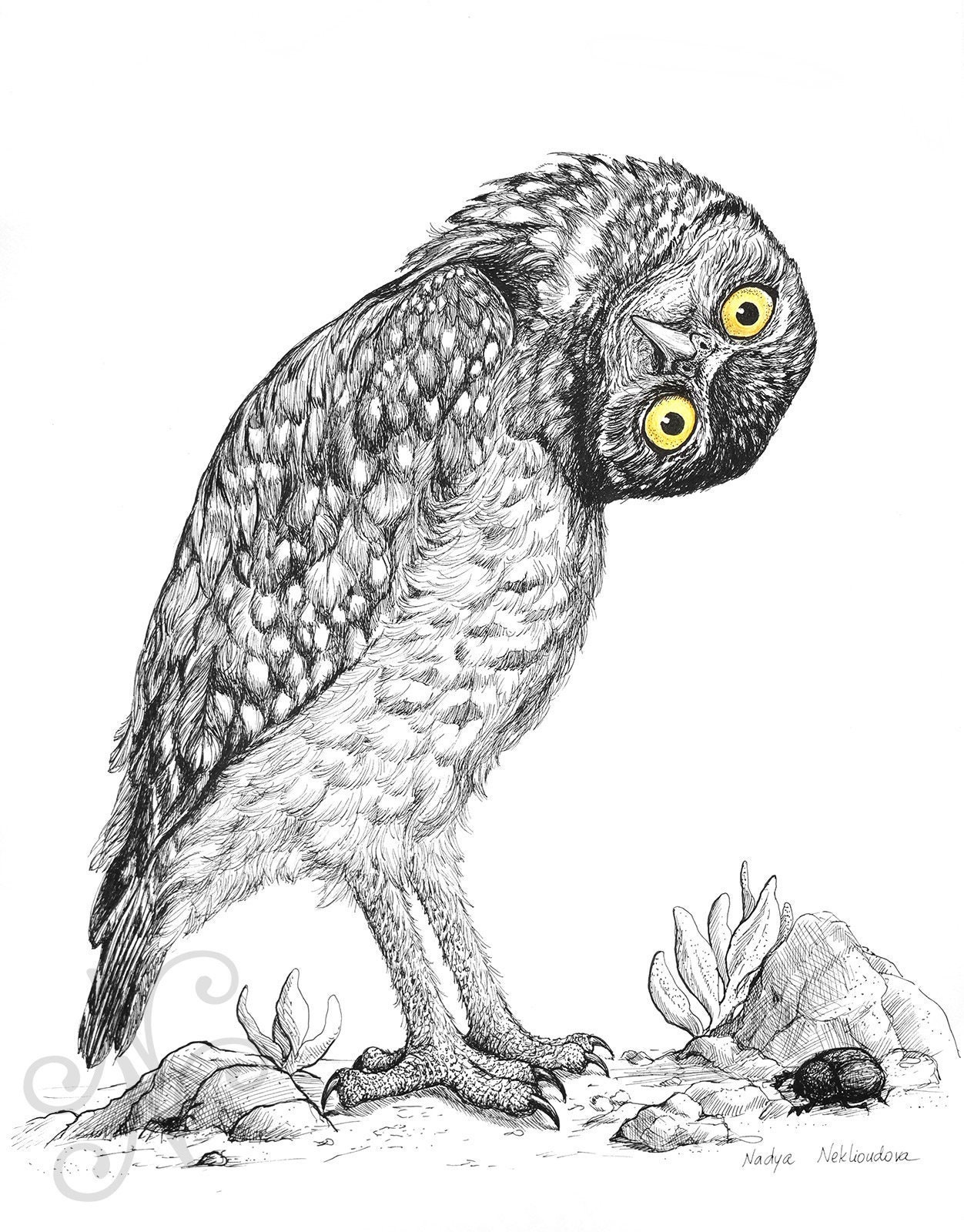 Quirky Owl Print Burrowing Owl Drawing, Whimsigoth Decor, Funny Owl Art ...