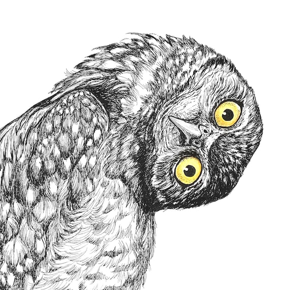Burrowing Owl Drawing