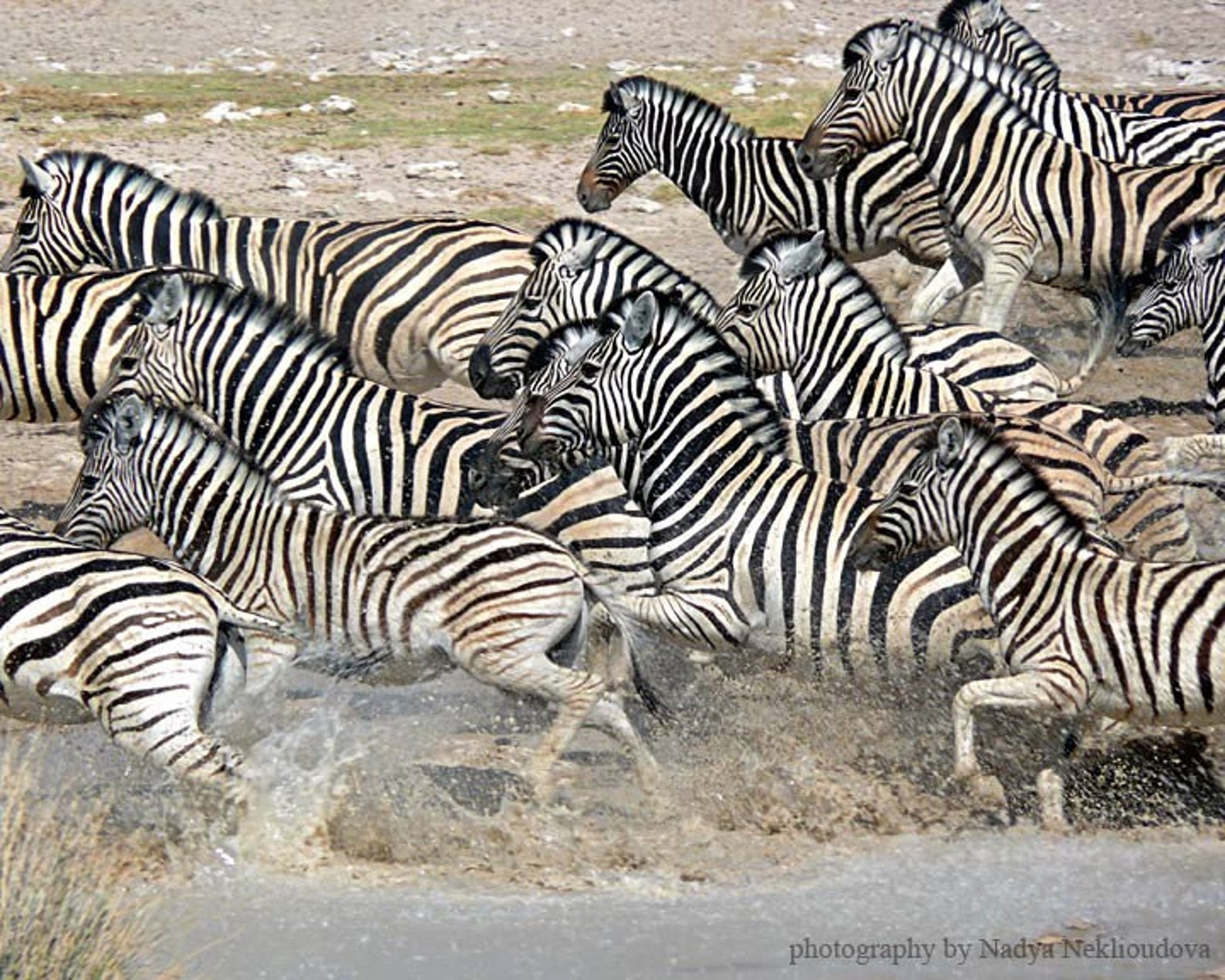 Zebra Flight photographie de la faune, animaux sauvages d'Afrique ...