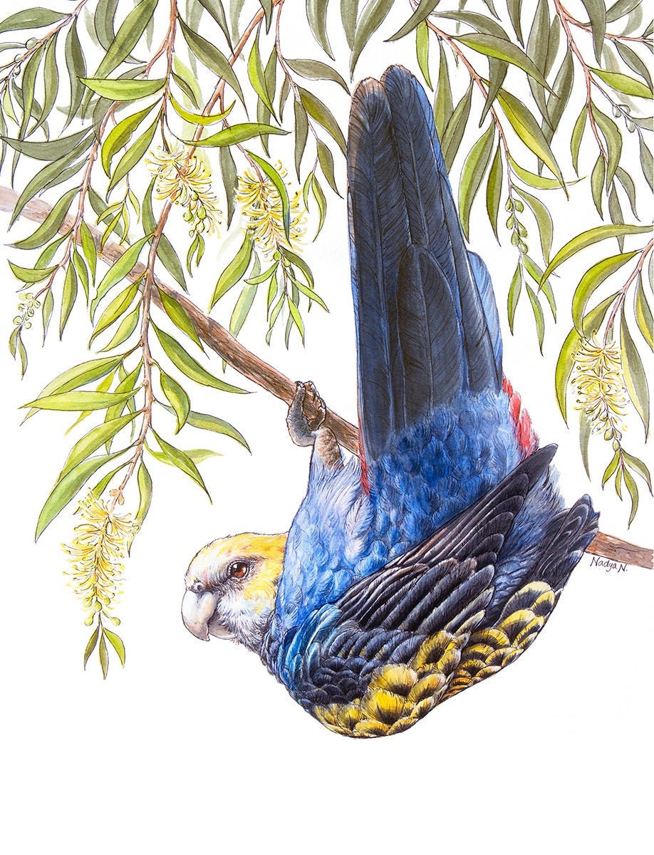 Rosella Australian Artist Painting Crimson Rosella Poster Print