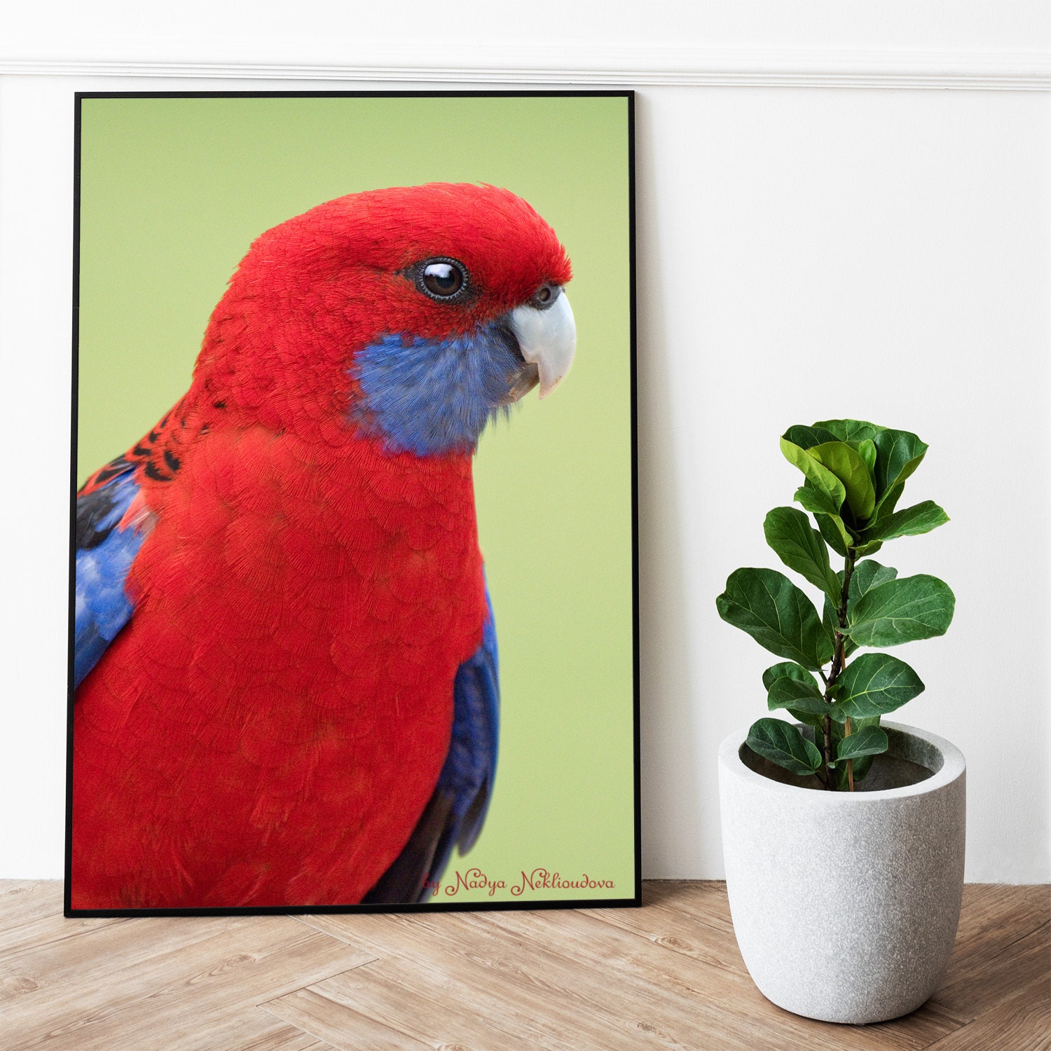 Crimson Rosella Portrait Bright Colourful Wall Art, Australian Parrot ...