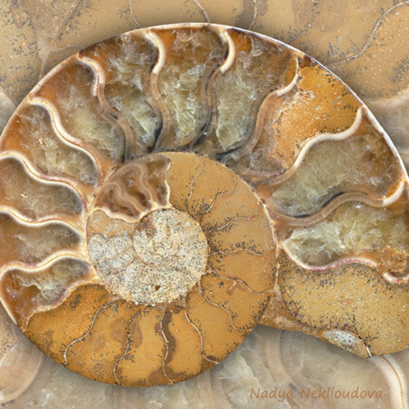 Golden Ratio Print - Etsy