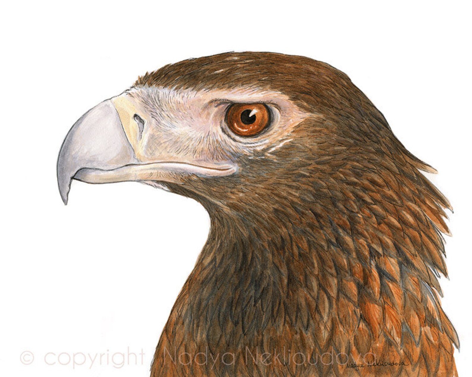 Wedge-tailed Eagle 8x10 Inches 20x25cm Australian Bird Art - Etsy