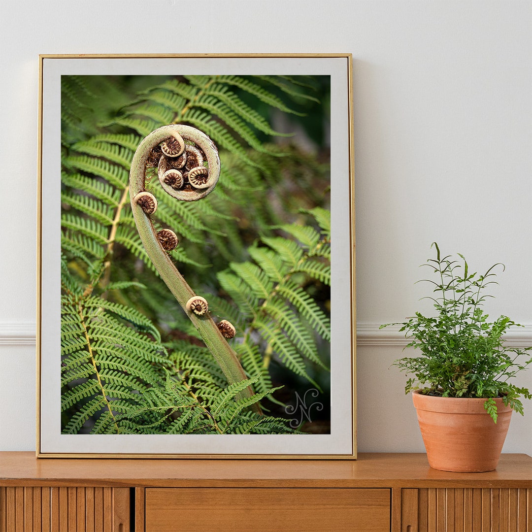 Fern Unfurling Print - Emerald Green Wall Art, Australian Nature ...
